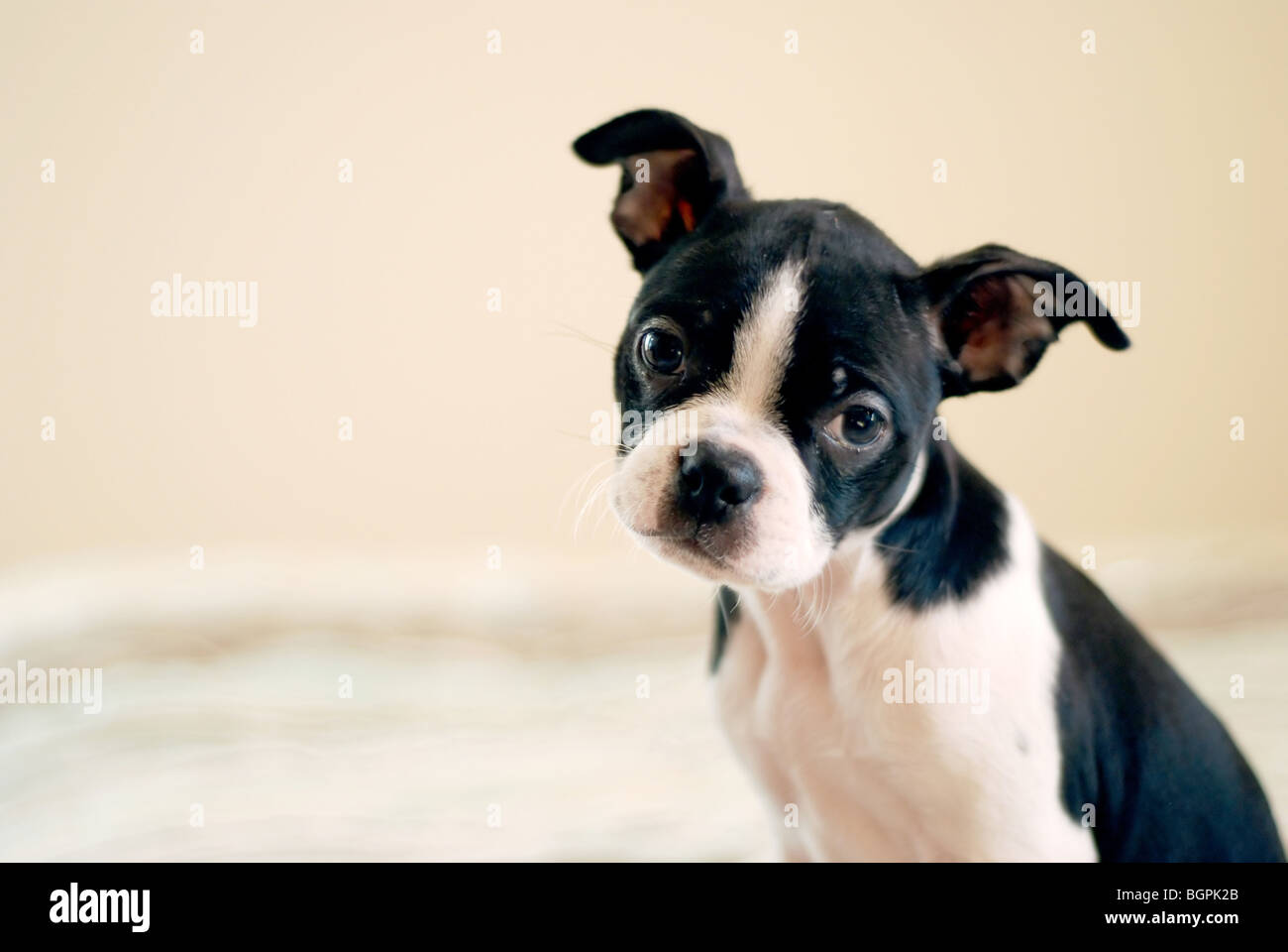 Boston Terrier puppy sitting with a sad expression Stock Photo - Alamy