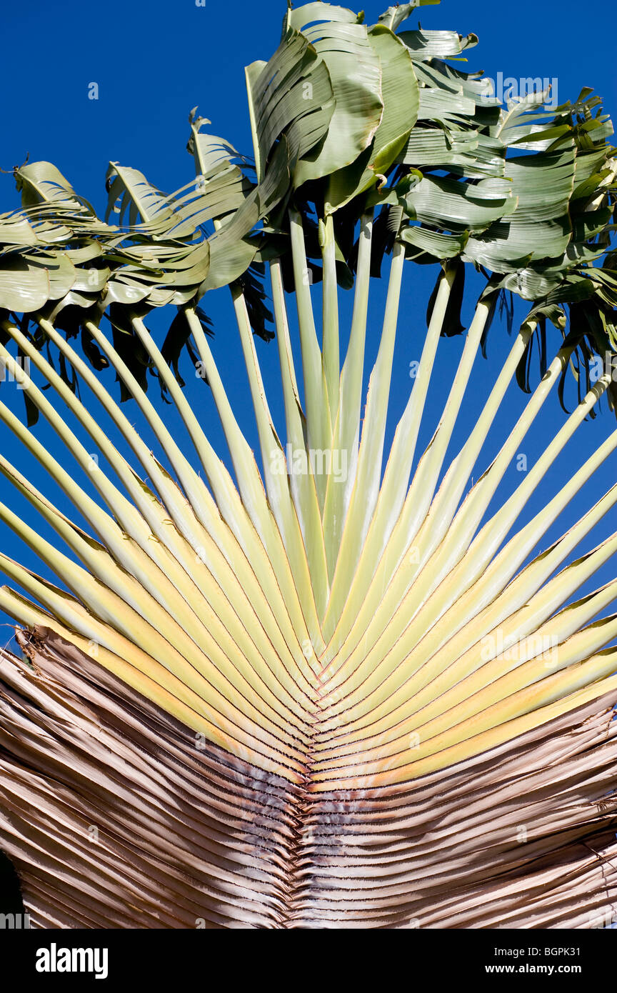 Tropical leaf; Maui, Hawaii, USA Stock Photo - Alamy
