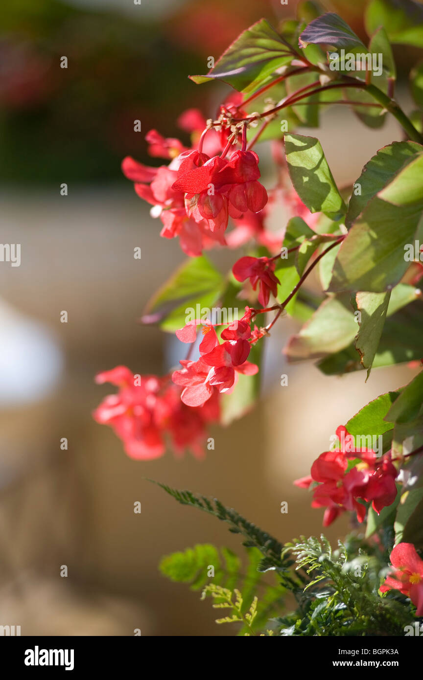 Flowers; Wailea-Makena, Maui, Hawaii, USA Stock Photo - Alamy