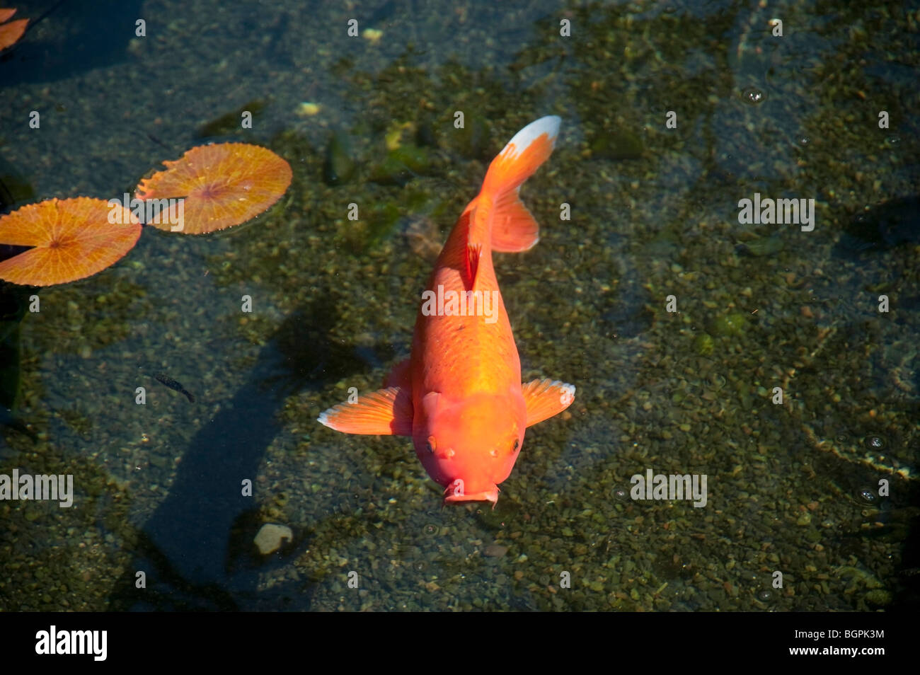 Fish; Maui, Hawaii, USA Stock Photo - Alamy