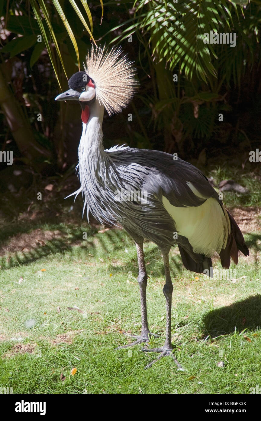 Bird, Maui, Hawaii Stock Photo - Alamy