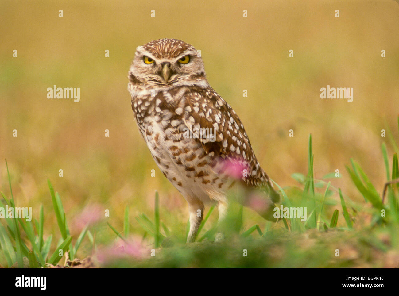 Burrowing owl standing in burrow hi-res stock photography and images ...