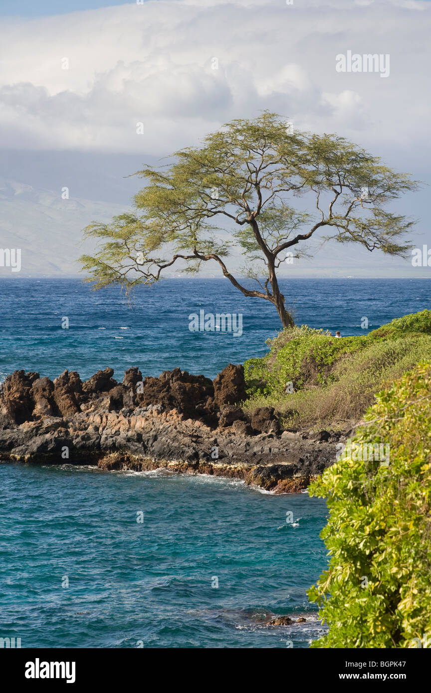 Tree on shore; Wailea-Makena, Maui, Hawaii Stock Photo - Alamy