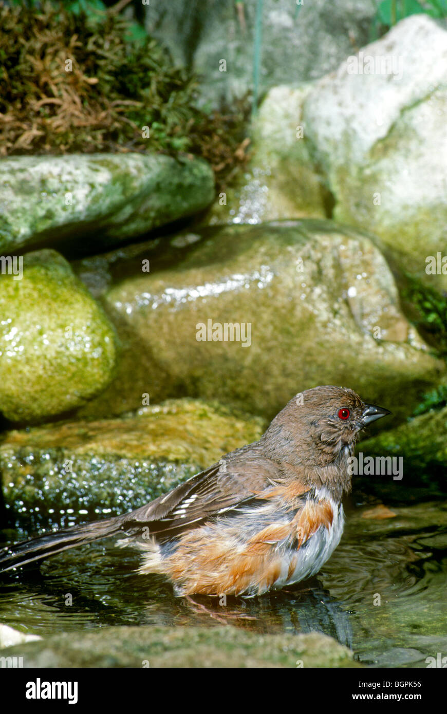 Female Rufous-sided Towhee (Pipilo erythrophthalmus) bathing in garden ...