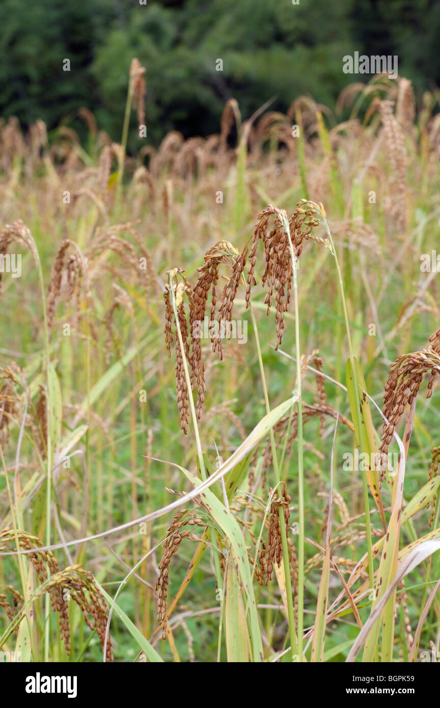 How does rice grow hi-res stock photography and images - Alamy