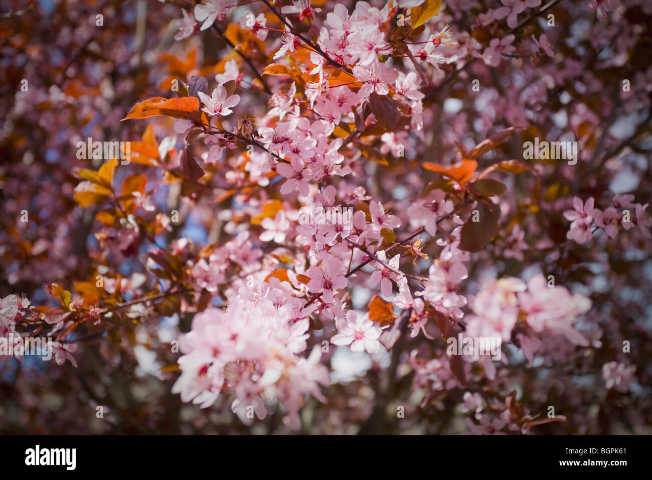 Blake blossom hi-res stock photography and images - Alamy