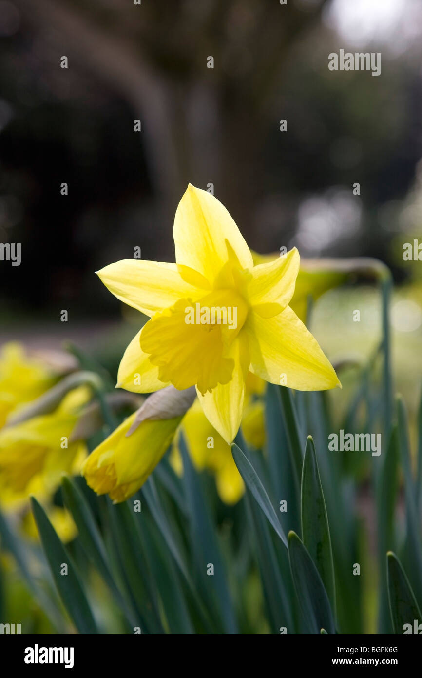 Daffodil days hi-res stock photography and images - Alamy