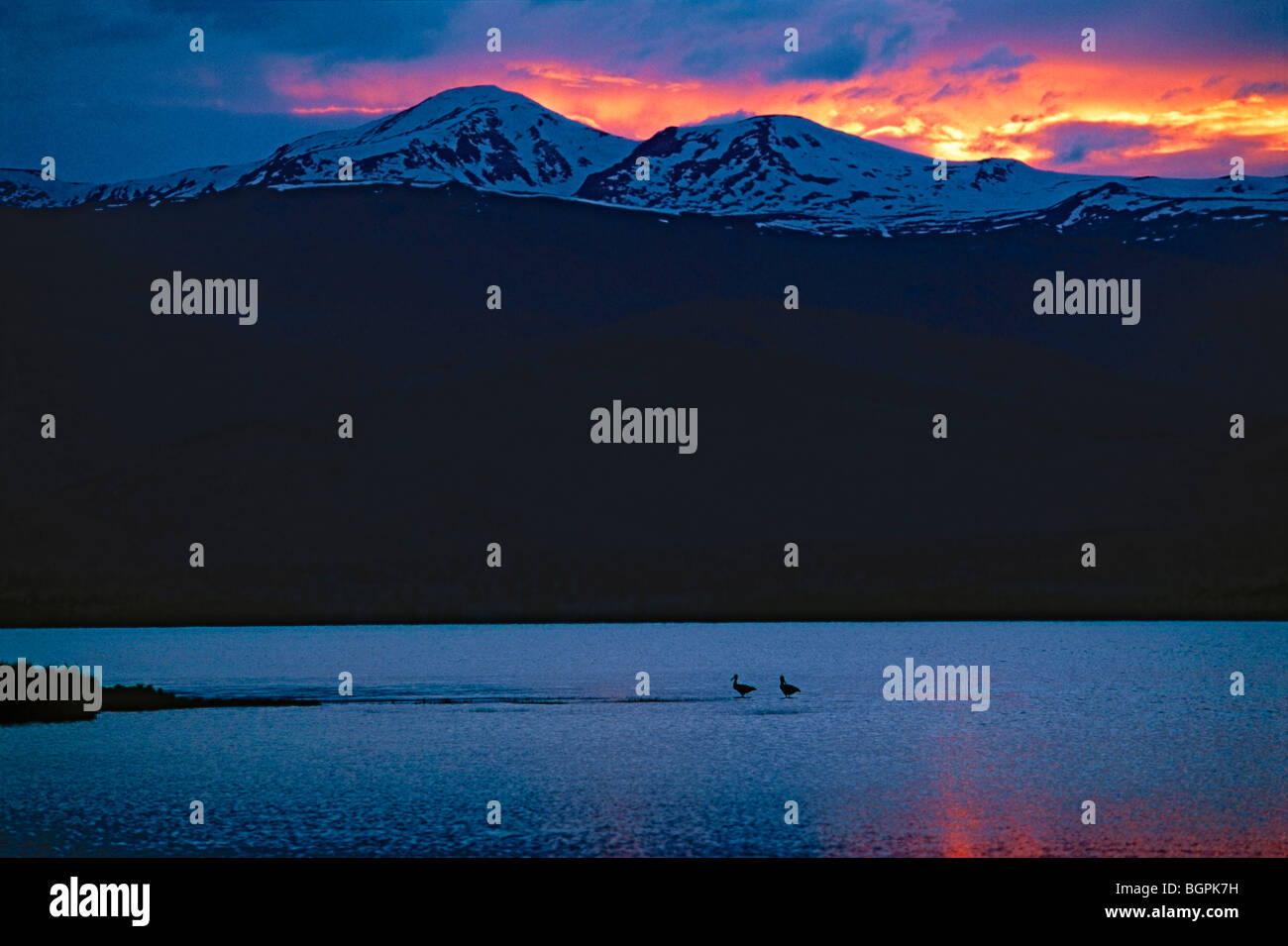 The red data book of kazakhstan hi-res stock photography and images - Alamy