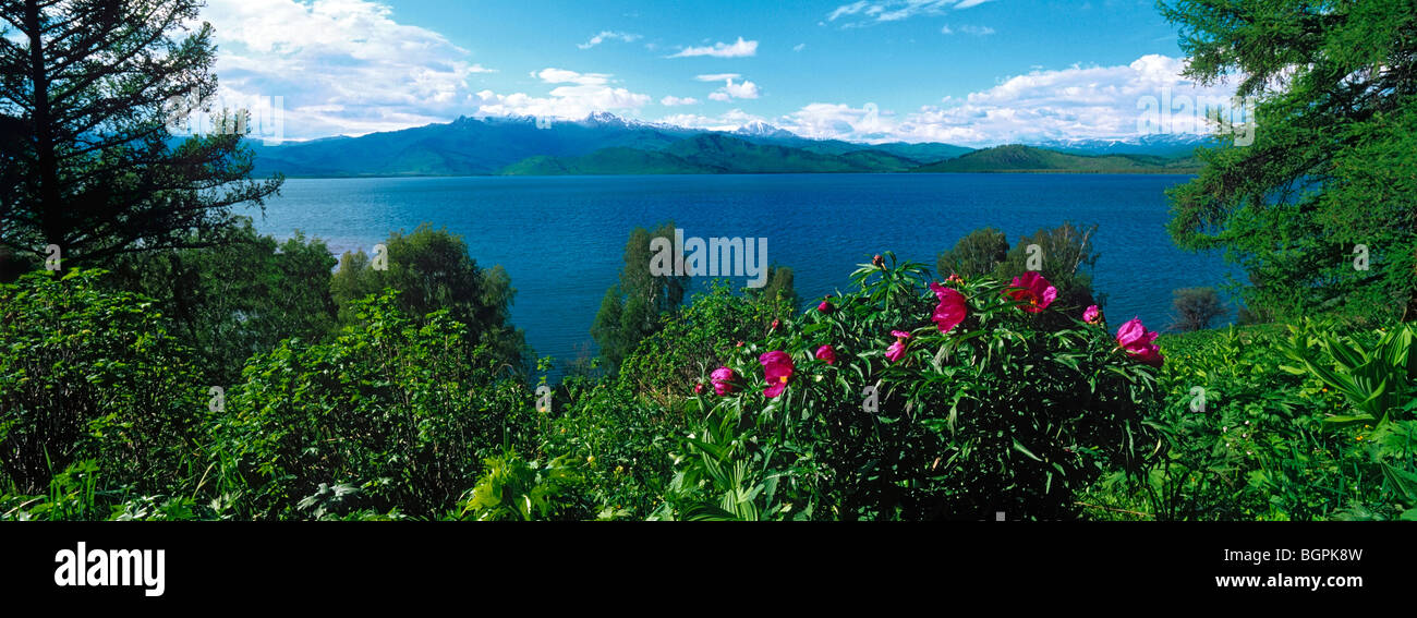 Wild peonies in bloom on the bank of Lake Markakol. East Kazakhstan ...