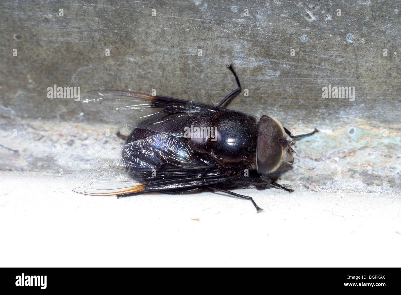 Big leg insect hi-res stock photography and images - Alamy