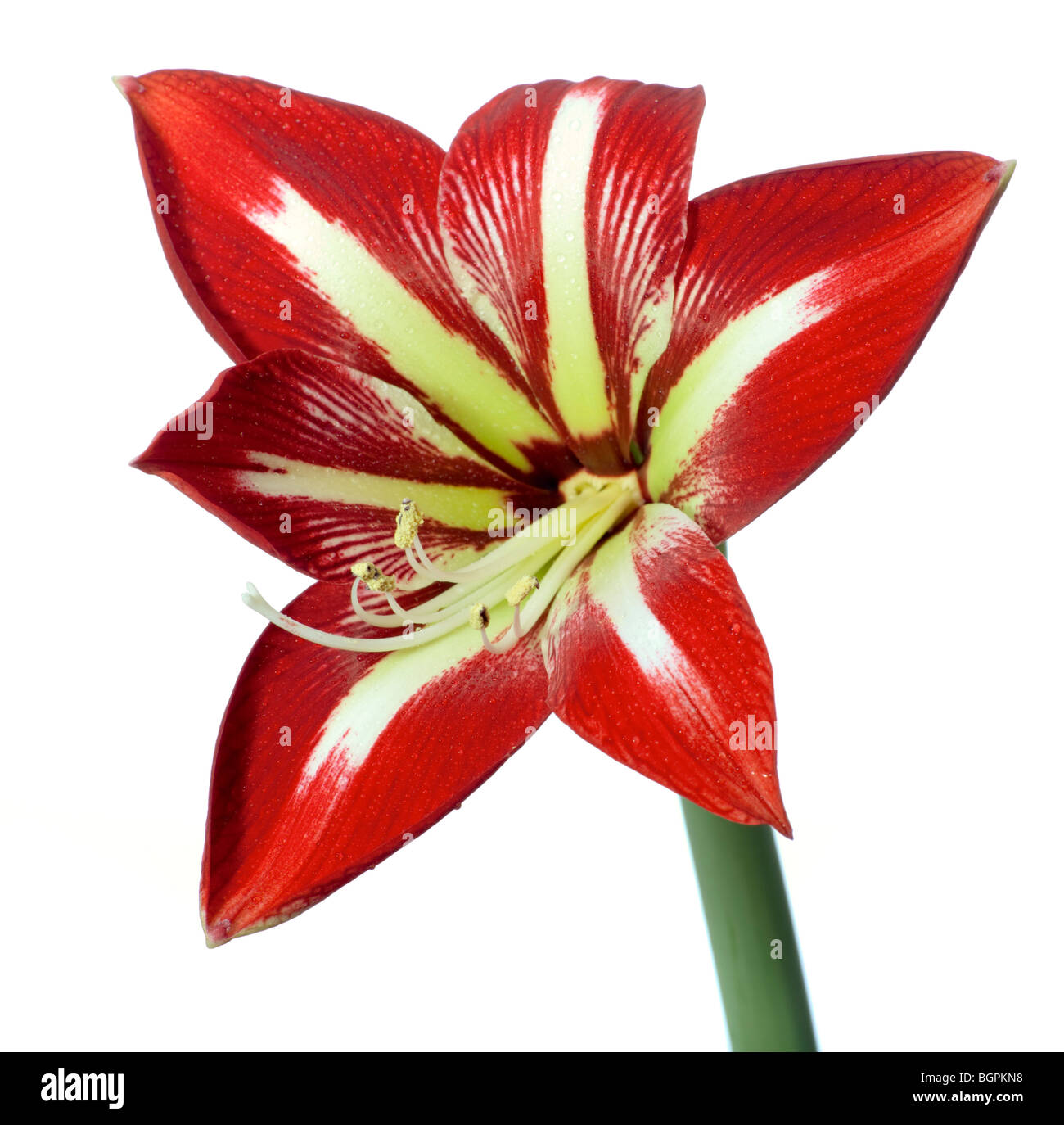 Hippeastrum “Gilmar” (Hippeastrum x hortorum Stock Photo - Alamy