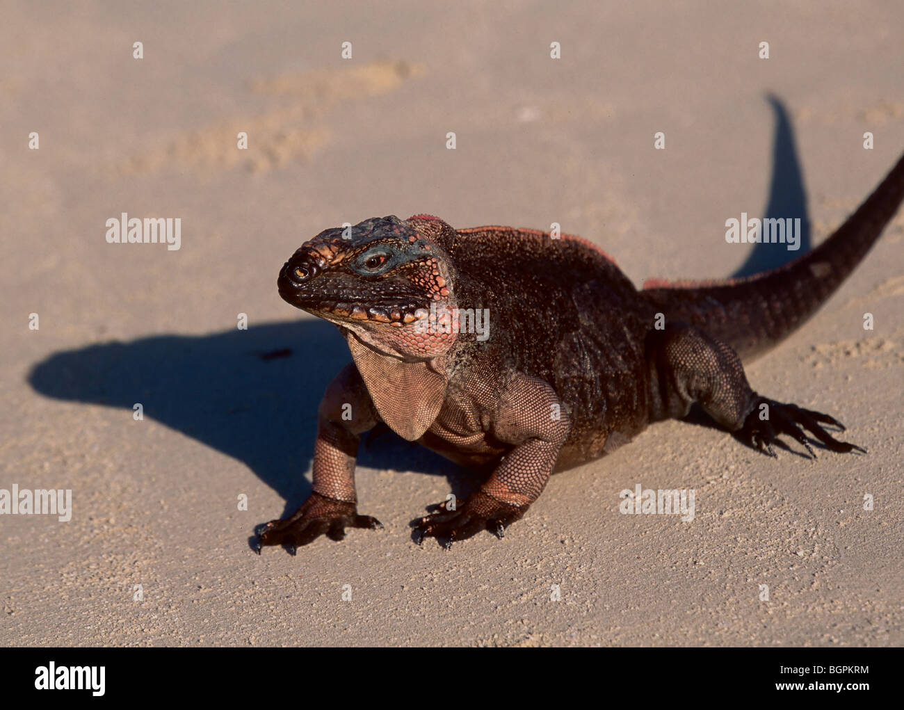 Bahamian Iguana on beach on small car in the exumas Stock Photo - Alamy