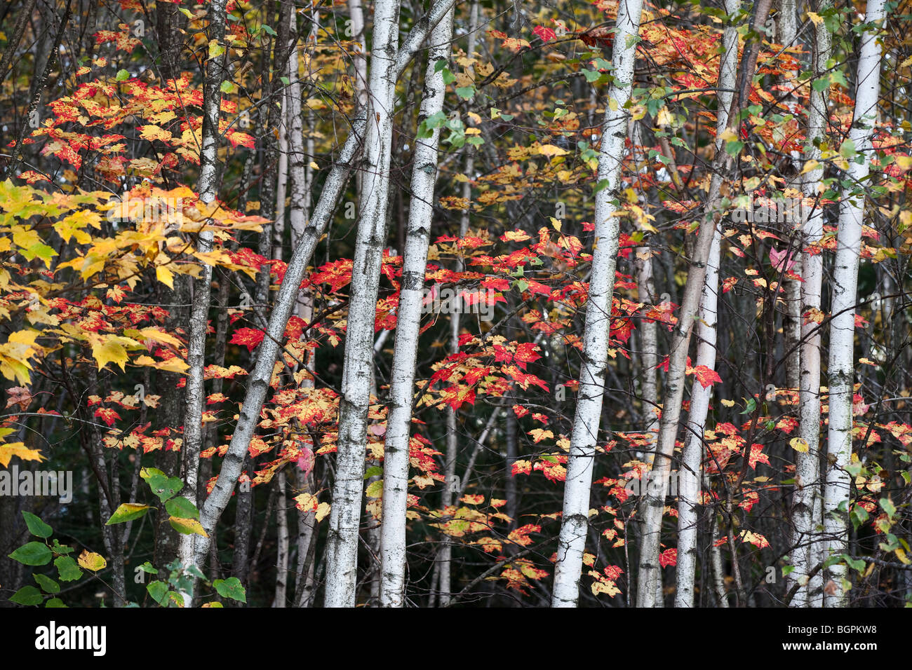 Autumn view into the forest with birch trees Stock Photo - Alamy