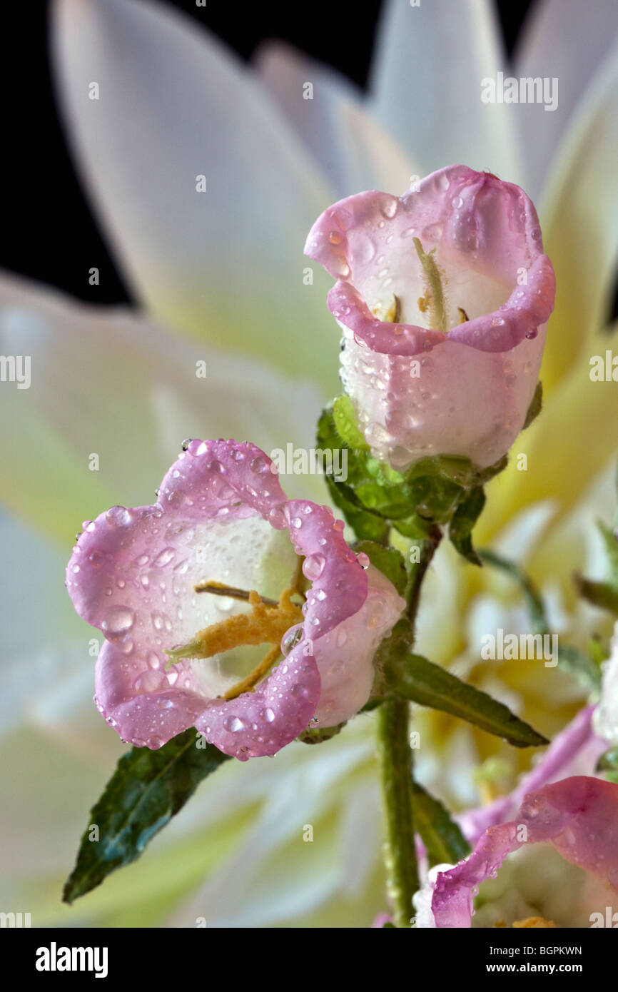 Canterbury Bell Campanula medium flower in studio with background Stock ...