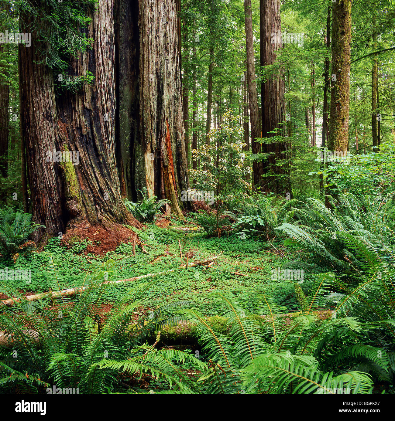 Redwood forest at Jedediah Smith State park in California Stock Photo ...
