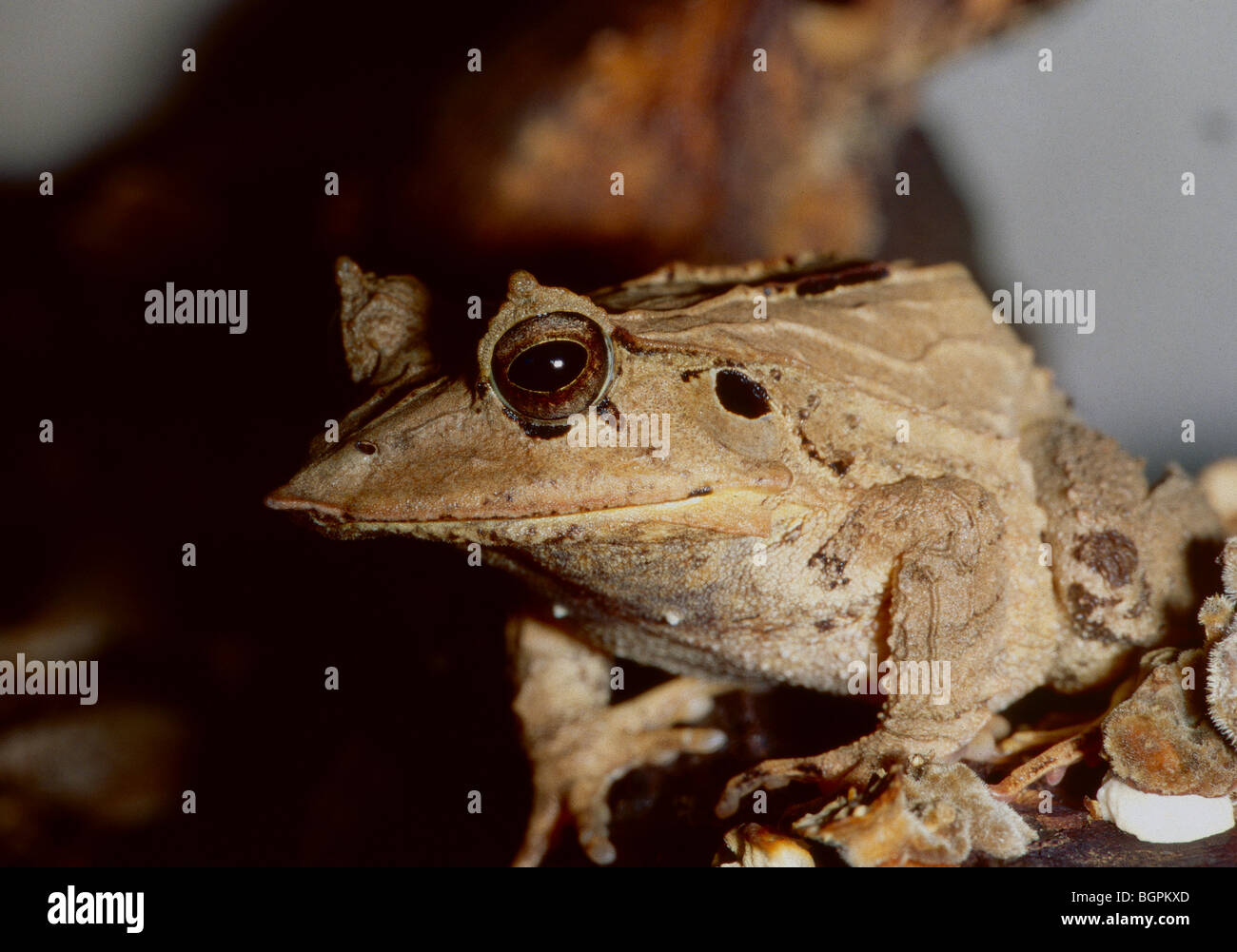 Solomon island horned frog Ceratobatrachus Guentheri shot in central ...