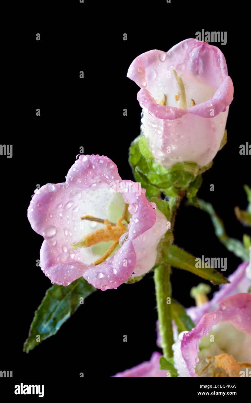 Canterbury Bell Campanula medium flower in studio with background Stock ...