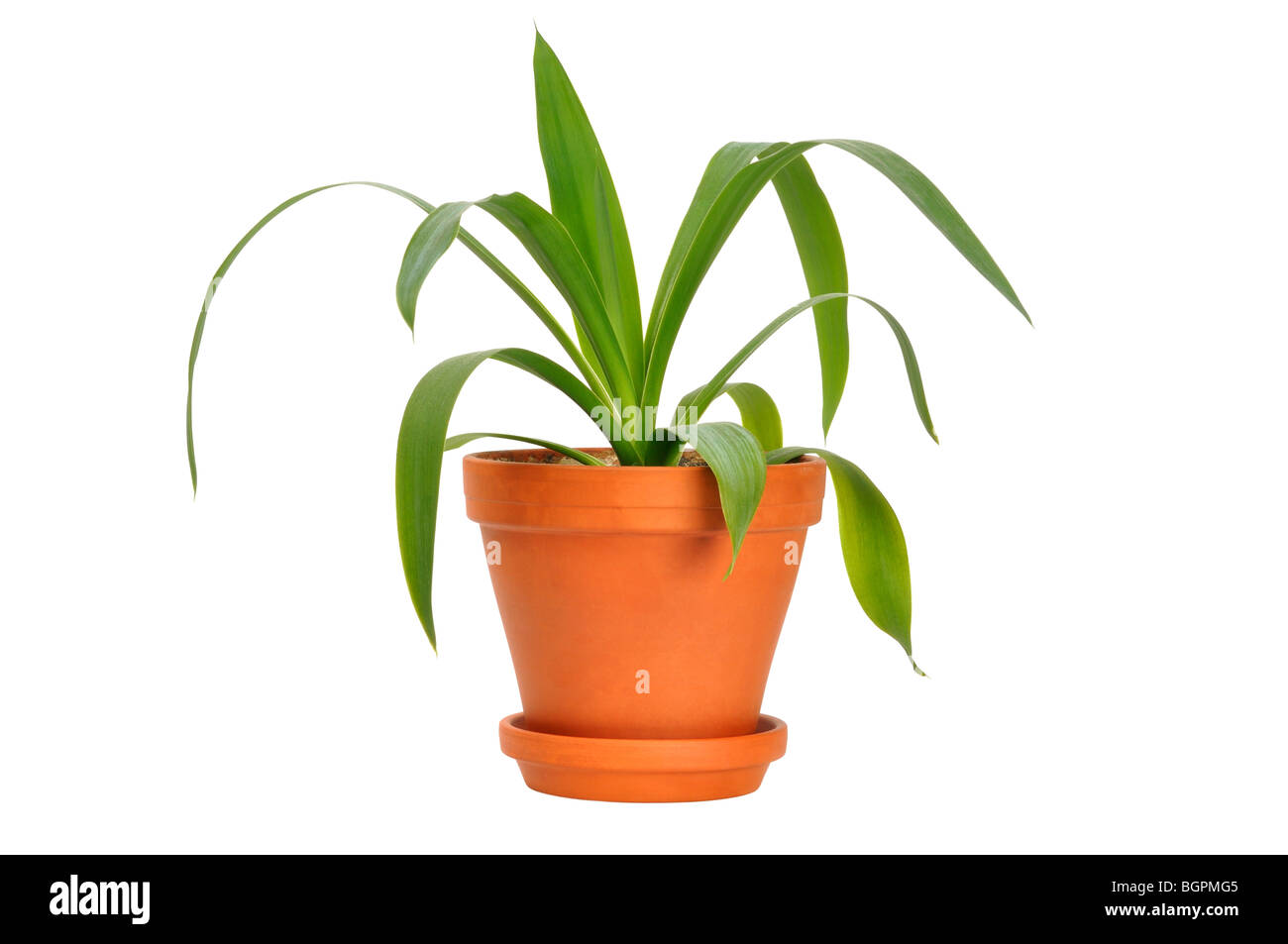 White yucca Cut Out Stock Images & Pictures - Alamy