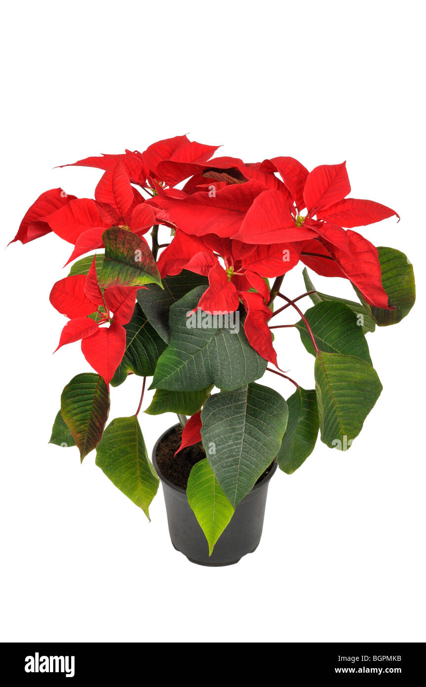 Poinsetia flower hi-res stock photography and images - Alamy