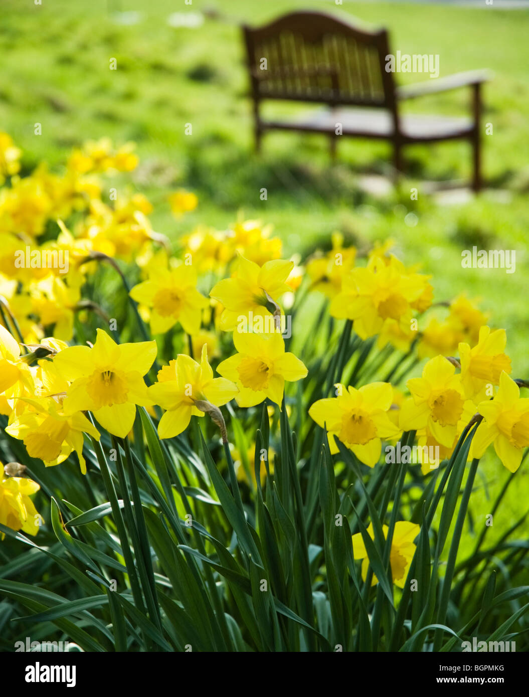 Daffodils on the village green Stock Photo - Alamy