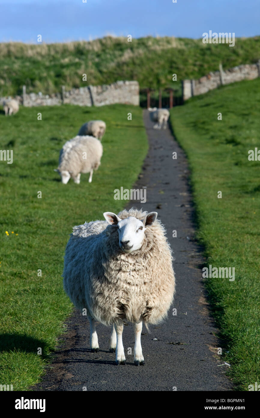 sheep on path Stock Photo - Alamy
