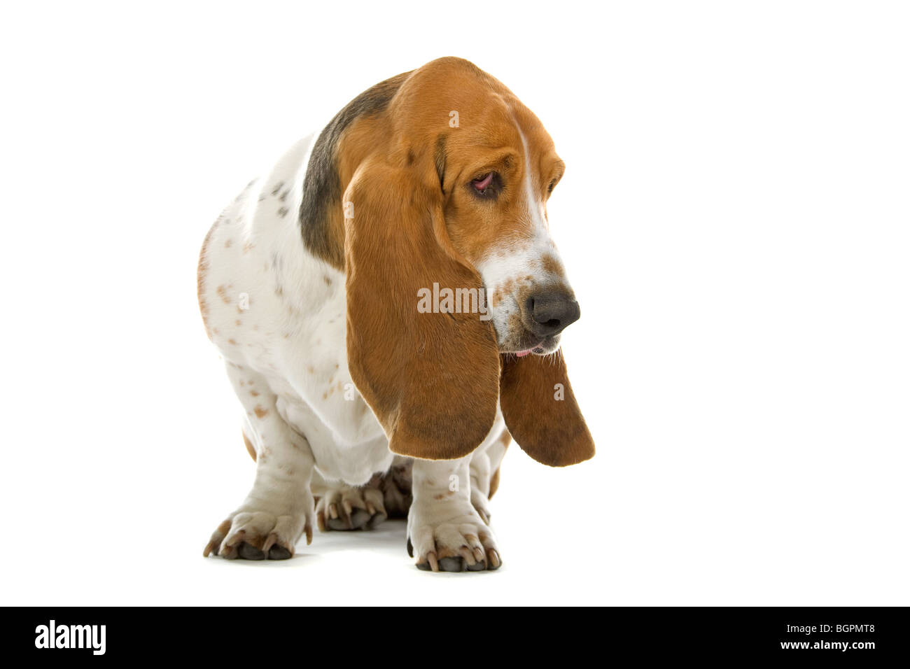 English Basset hound dog, isolated on white background Stock Photo - Alamy