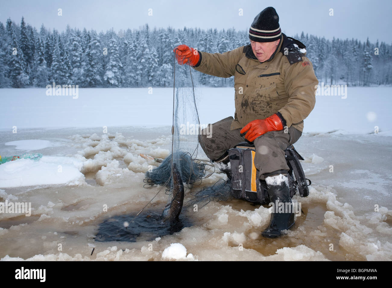 Elderly man checking fishing nets at Winter . Catching small northern ...