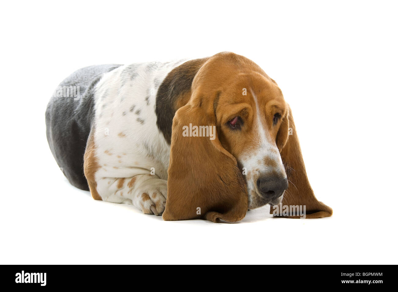 English Basset hound dog, isolated on white background Stock Photo - Alamy