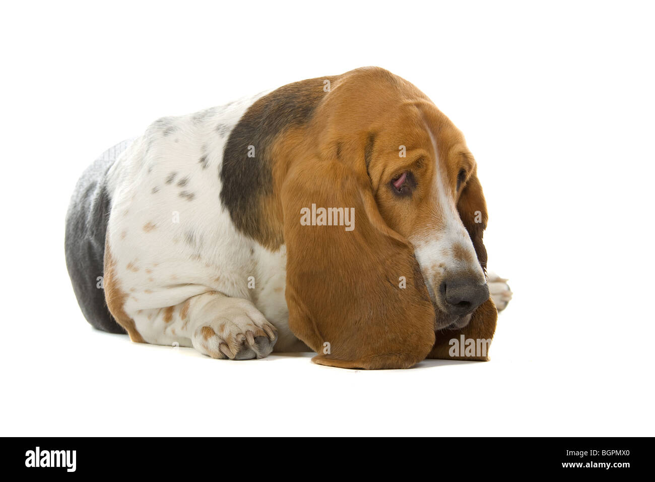 English Basset hound dog, isolated on white background Stock Photo - Alamy