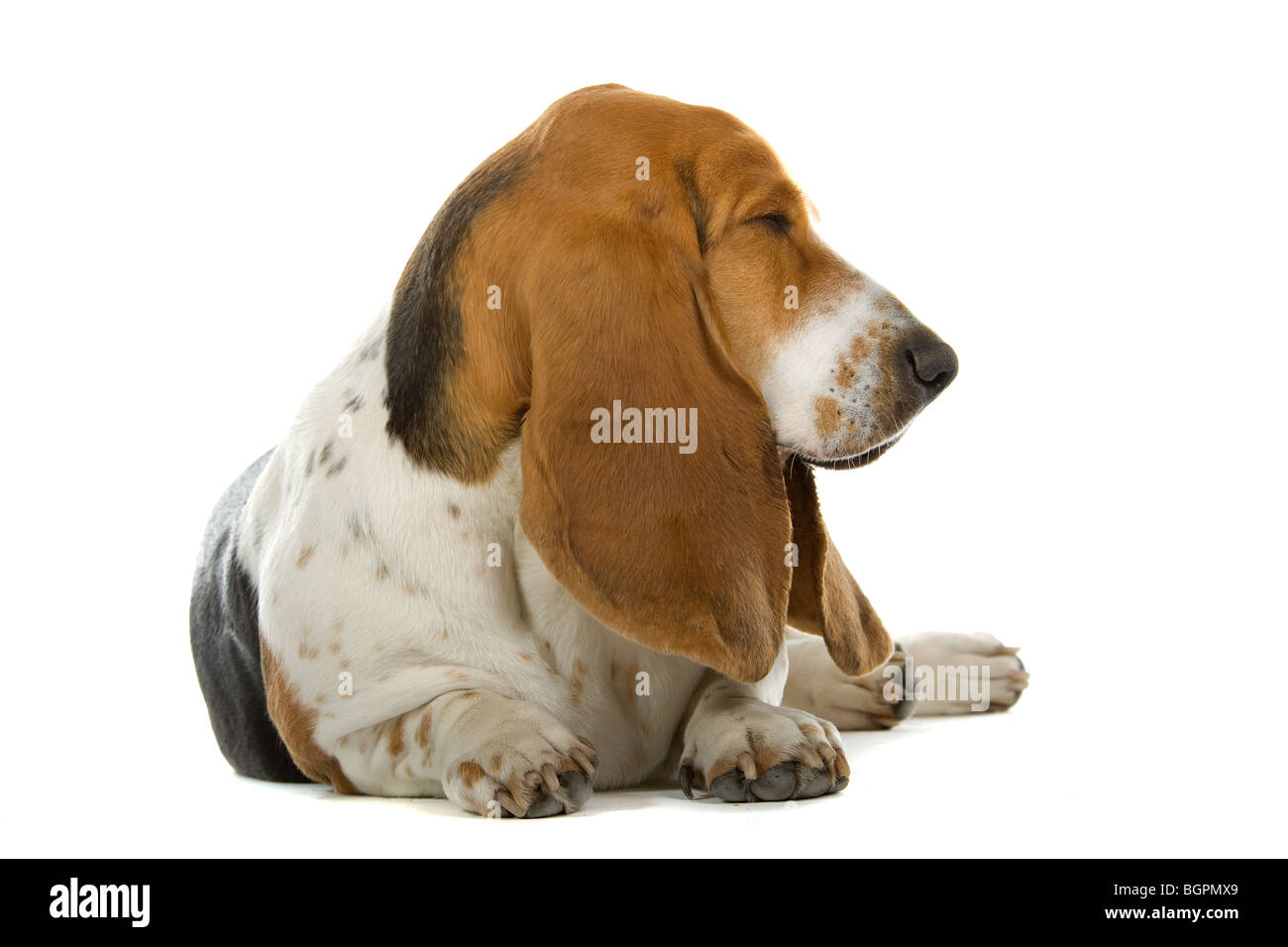 English Basset hound dog, isolated on white background Stock Photo - Alamy