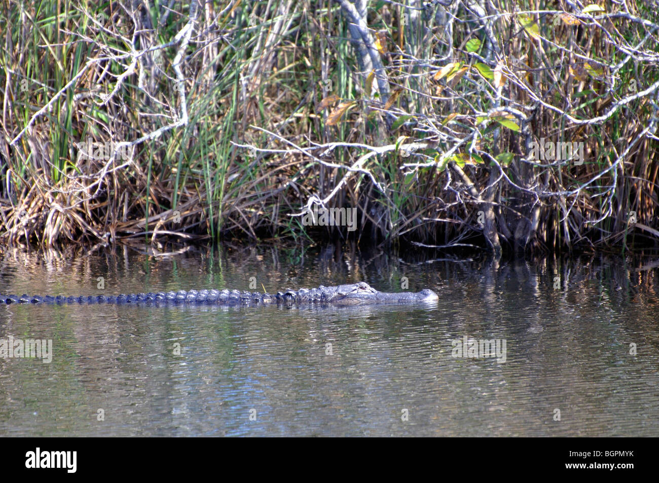 Alligator in Everglades park, Florida, USA Stock Photo - Alamy