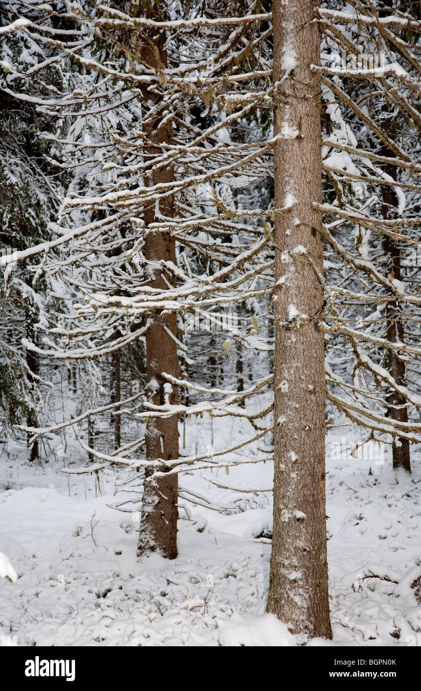 Finnish spruce ( picea abies ) taiga forest at Winter , Finland Stock ...