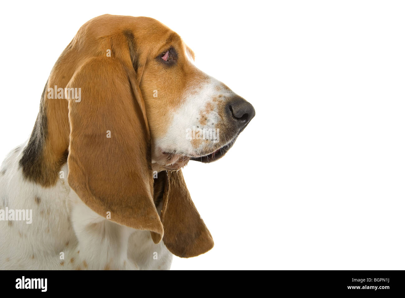 English Basset hound dog, isolated on white background Stock Photo - Alamy