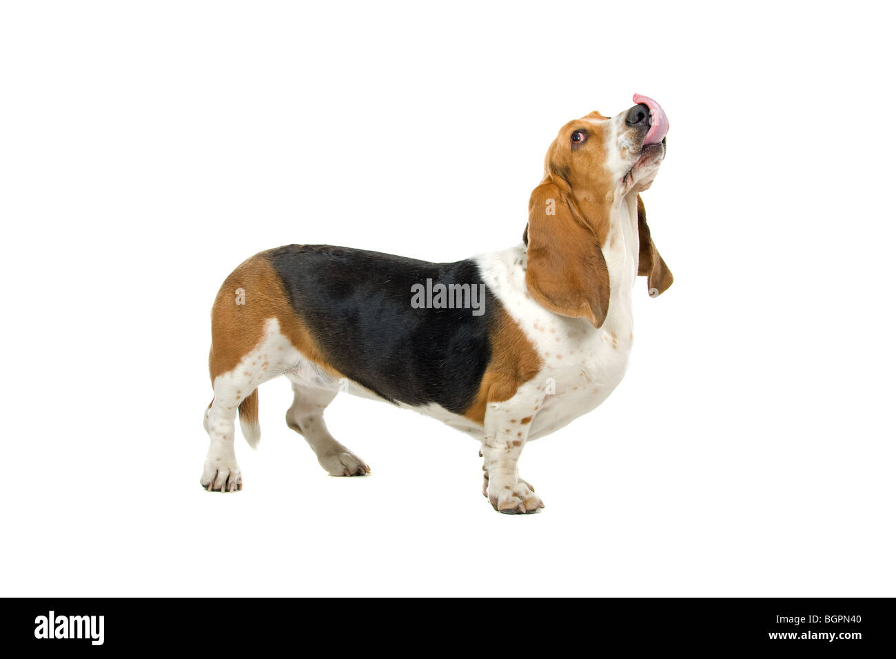 English Basset hound dog, isolated on white background Stock Photo - Alamy