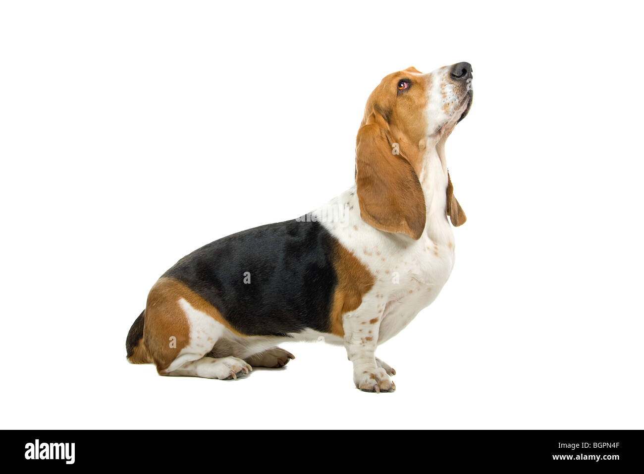 English Basset hound dog, isolated on white background Stock Photo - Alamy