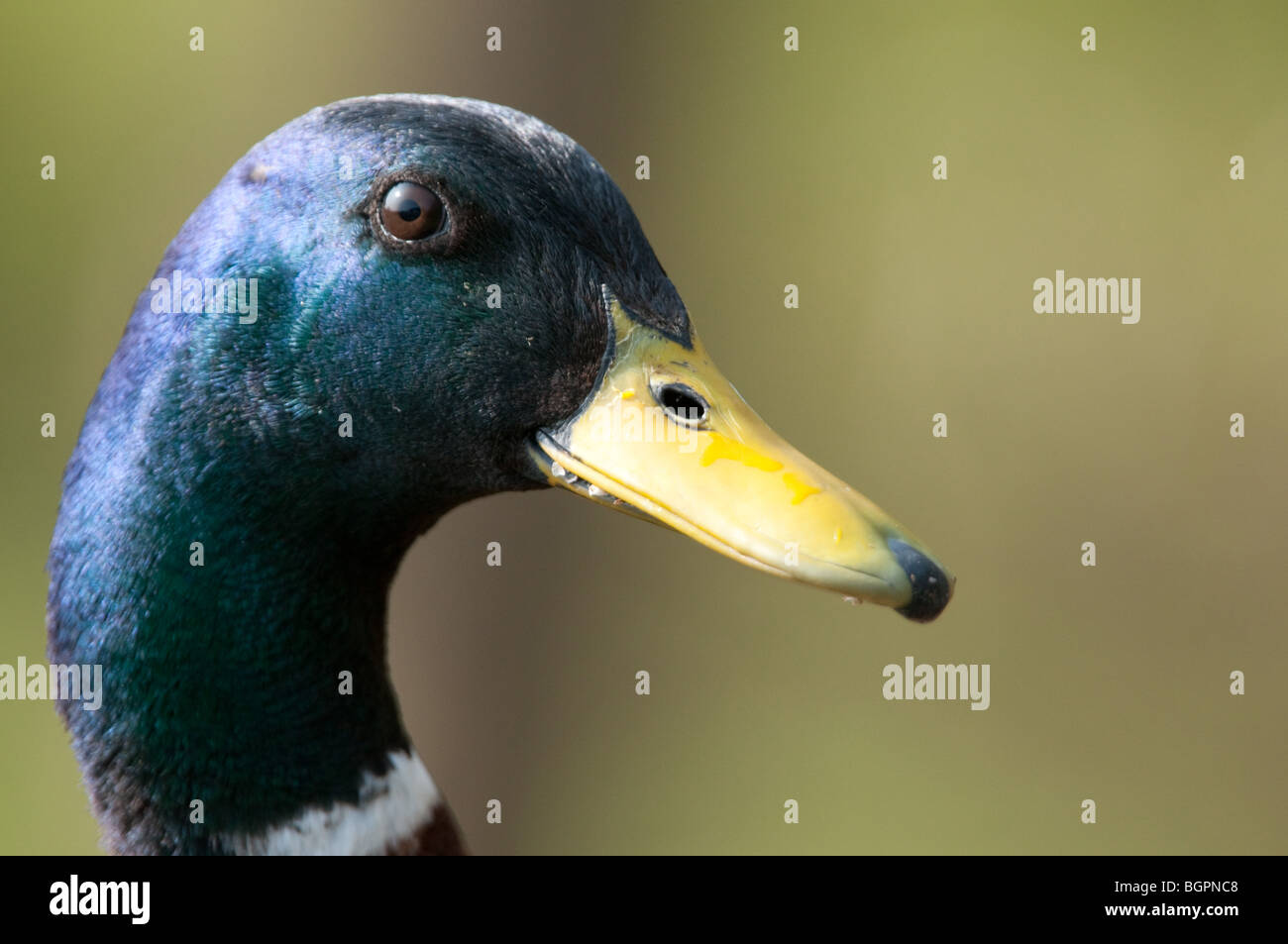 Male mallard duck portrait Stock Photo - Alamy