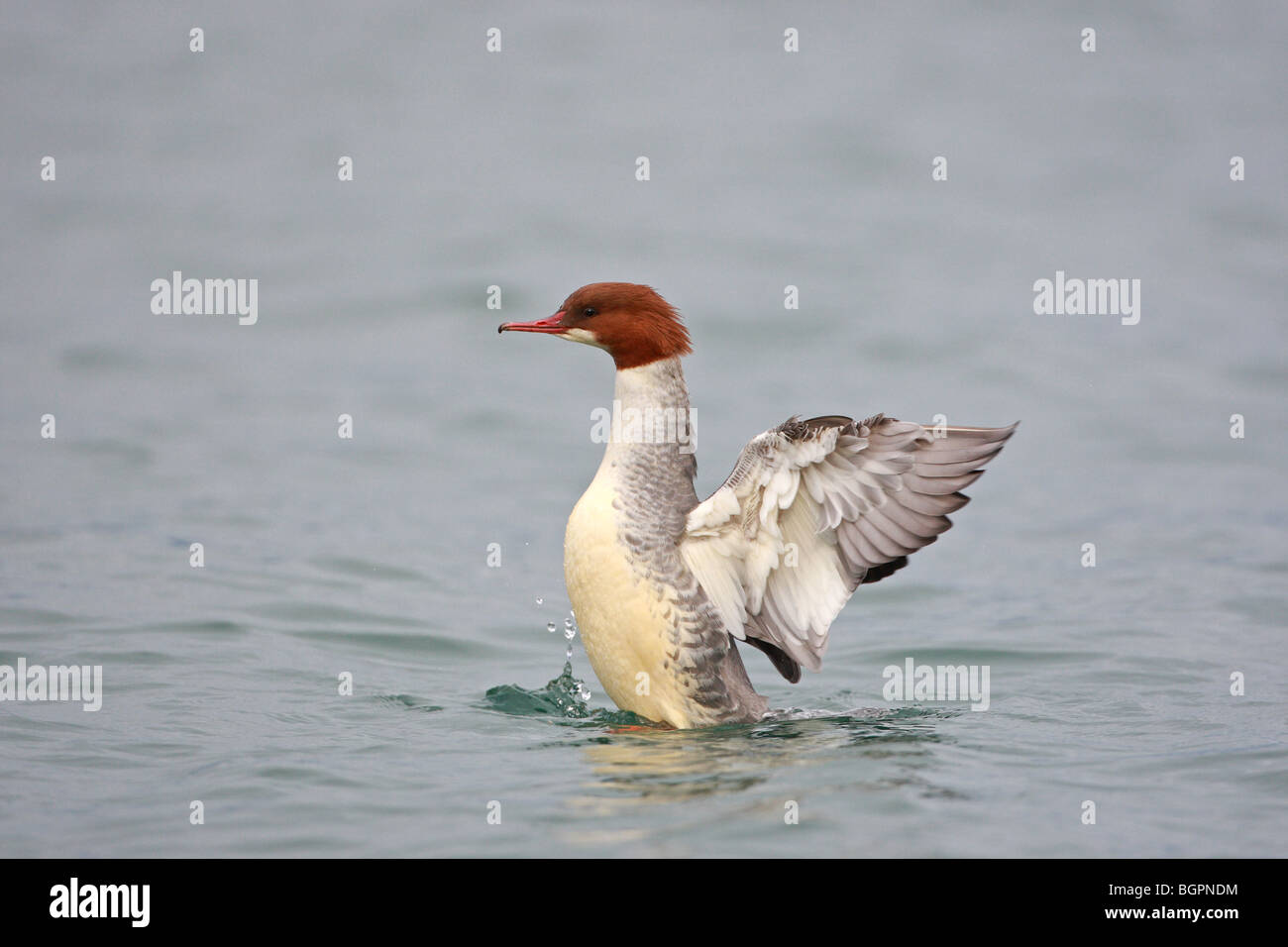 Merganser duck hi-res stock photography and images - Alamy