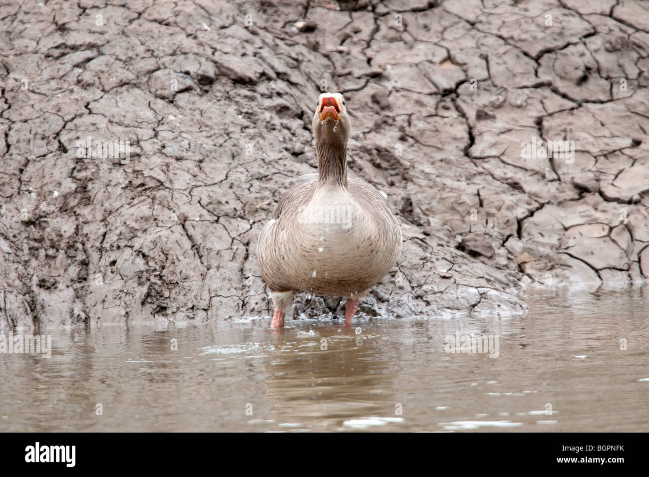 Greylag goose drinking Stock Photo - Alamy