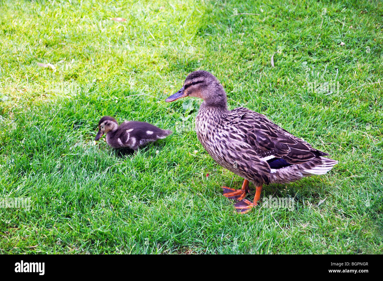 Duck chick baby hi-res stock photography and images - Alamy