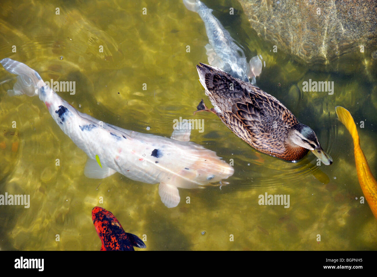 Koi fish and duck in pond Stock Photo - Alamy