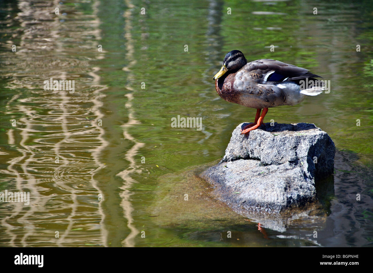 Japanese duck hi-res stock photography and images - Alamy