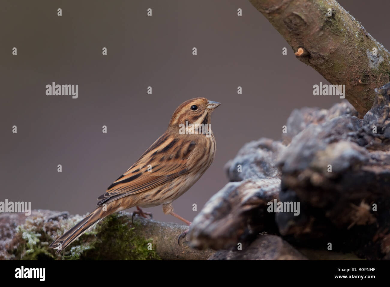 Female reed bunting Stock Photo - Alamy