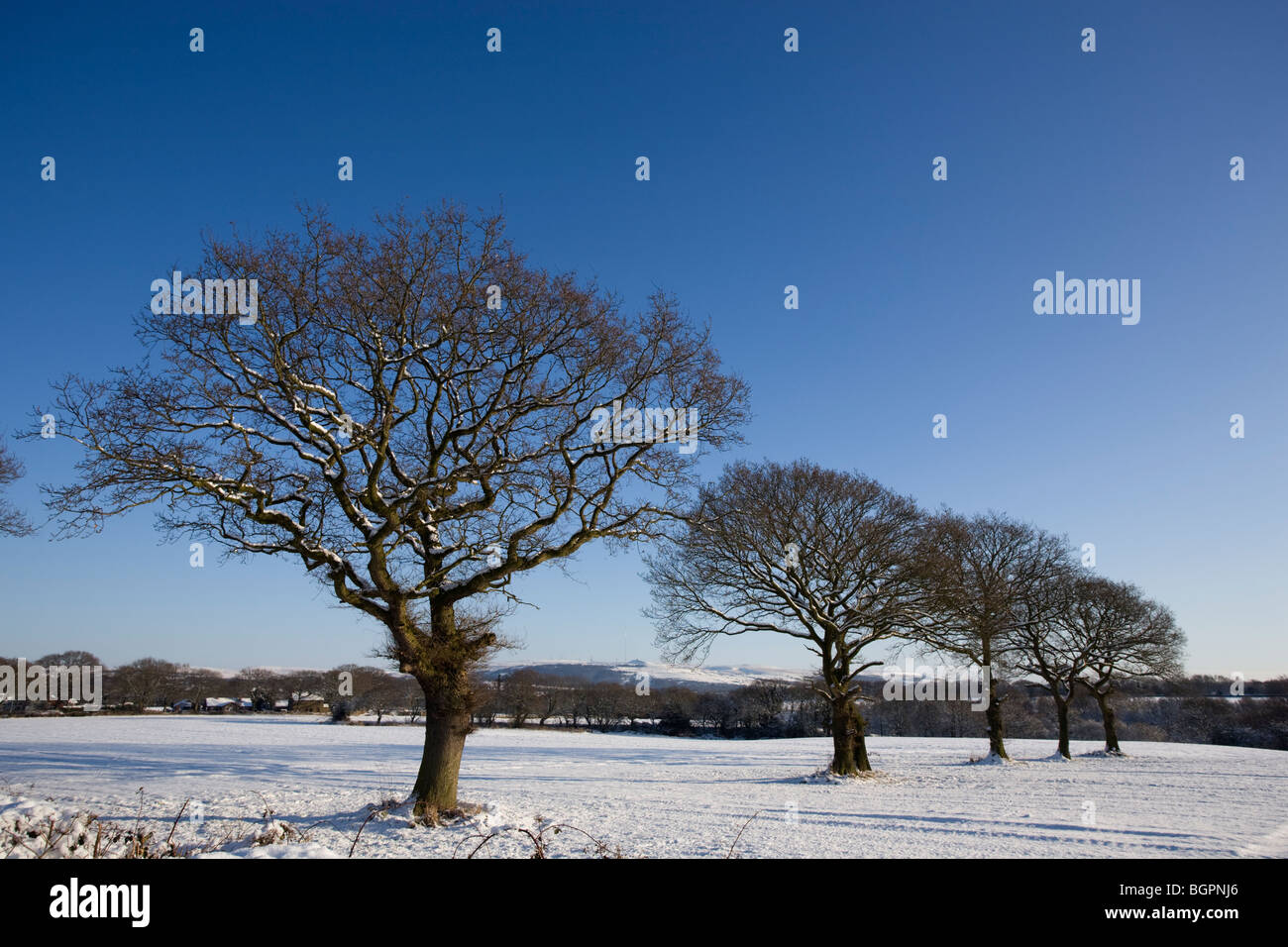 Line of snow covered trees with Winter Hill in the distance Stock Photo ...