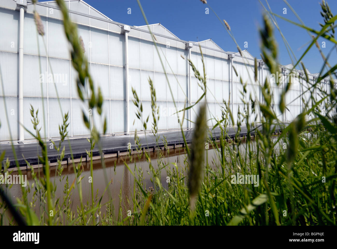 Dutch agriculture landscape in summertime. photo of greenhouse Stock ...