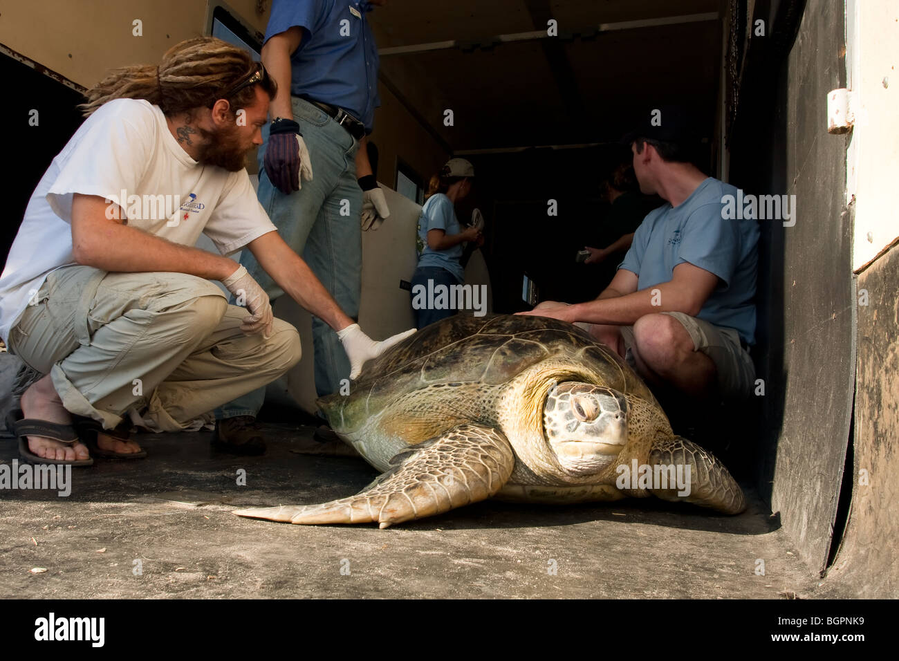 Cold stunned sea turtles in Florida January 2010 Stock Photo - Alamy