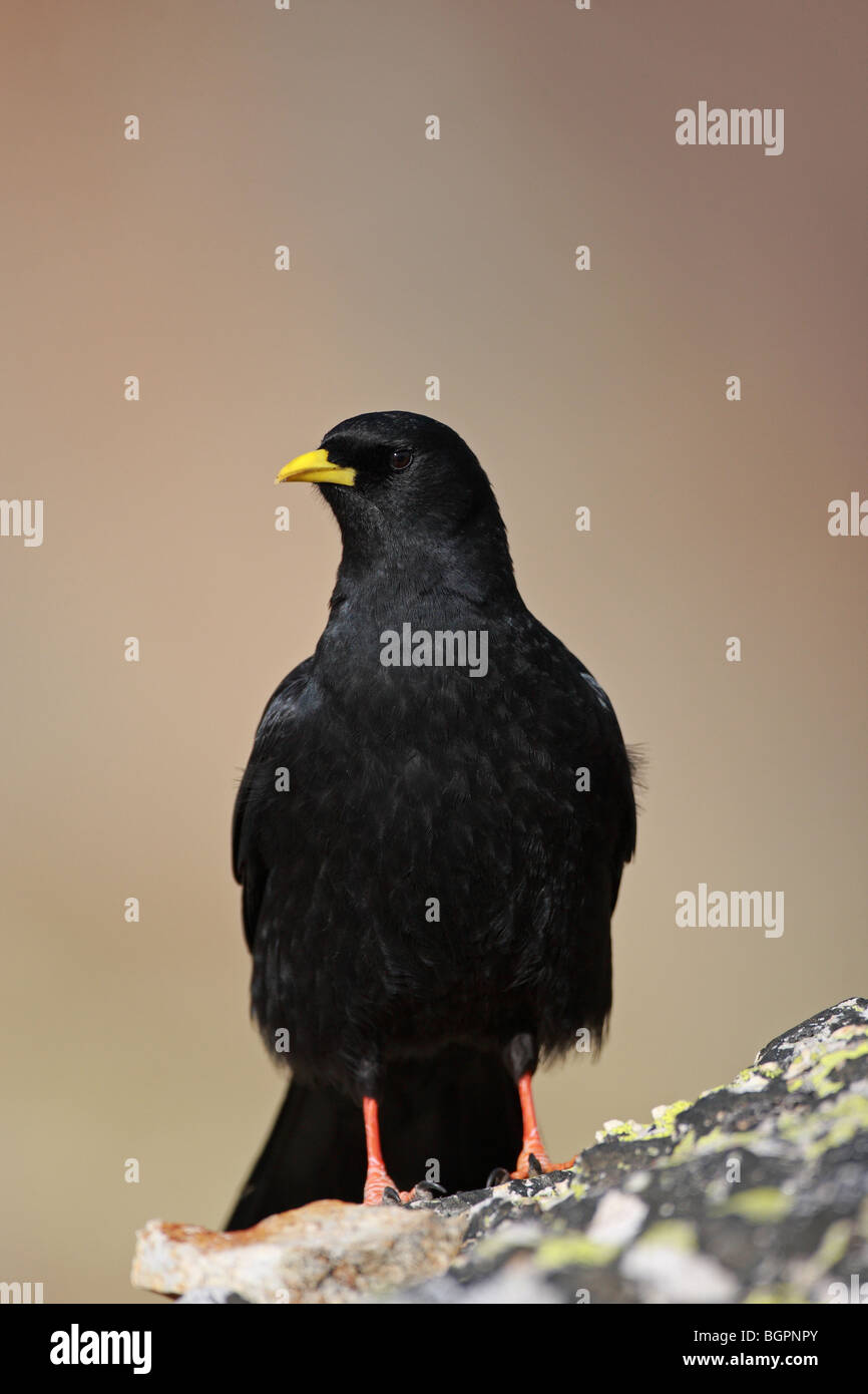Chough bird hi-res stock photography and images - Alamy