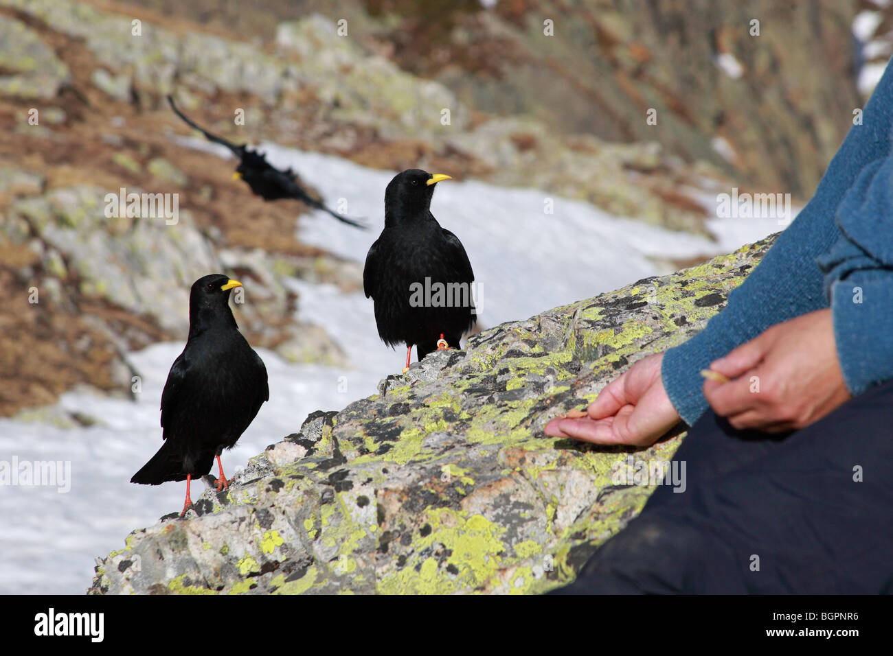 Alpine Chough or Yellow-billed Chough (Pyrrhocorax graculus), Alps ...