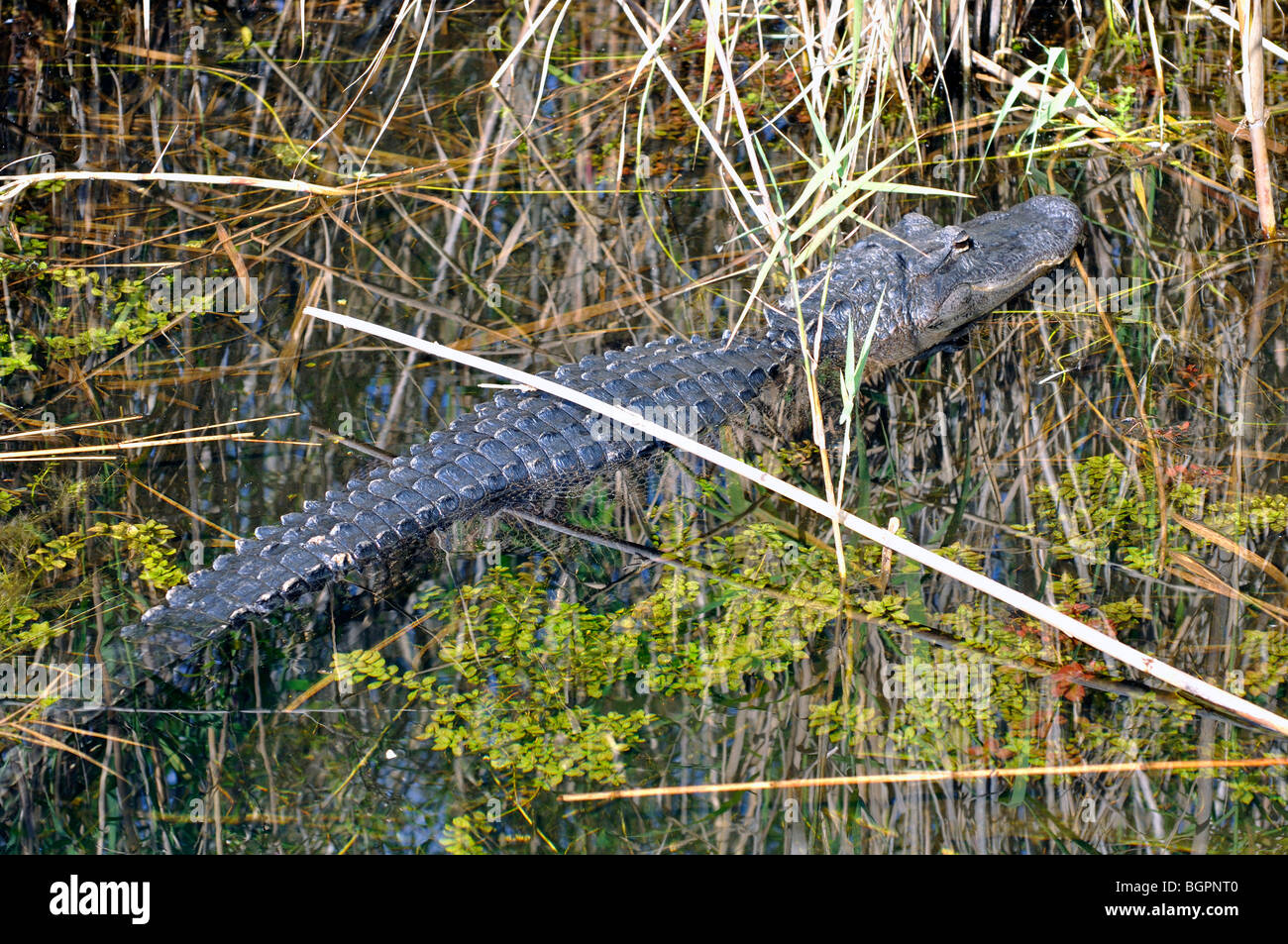 Alligator in everglades hi-res stock photography and images - Alamy