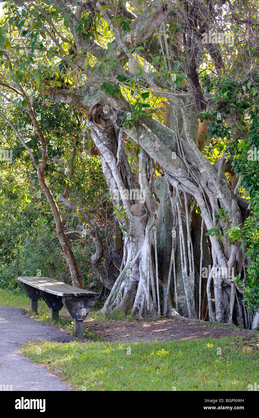 Mangrove tree, Everglades national park, Florida, USA Stock Photo - Alamy