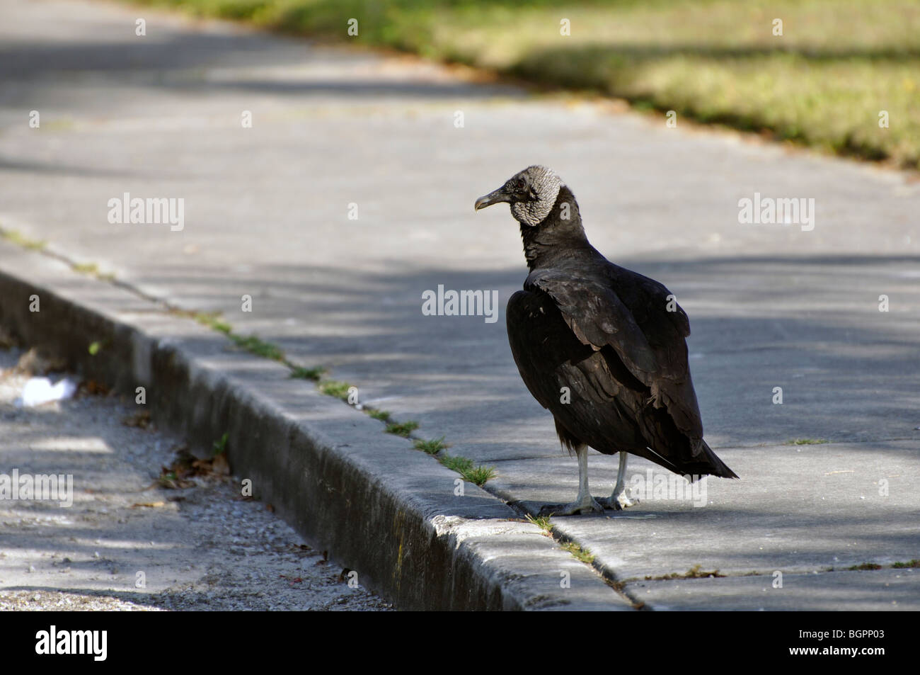 Black vulture at Everglades national park, Florida, USA Stock Photo - Alamy